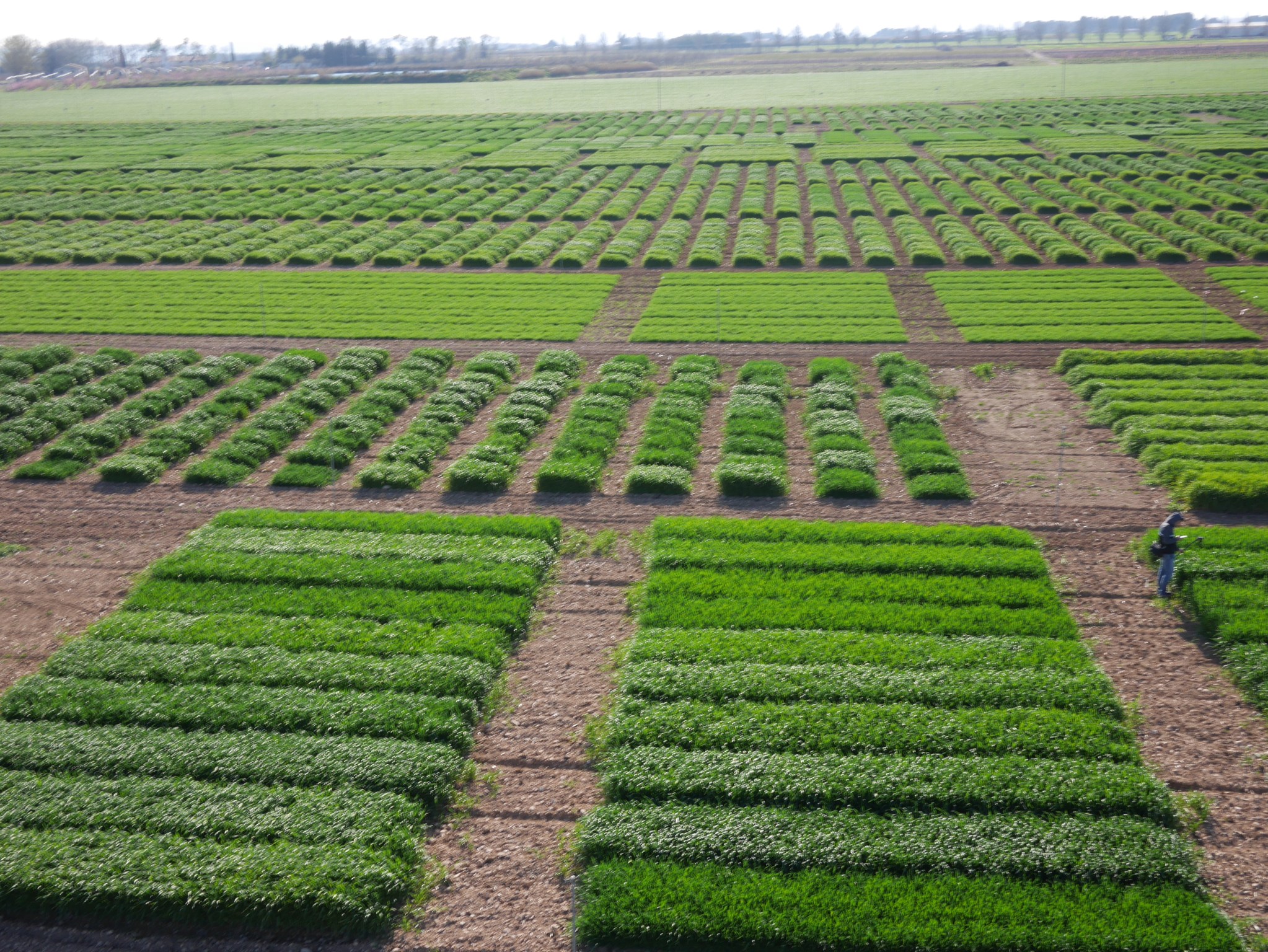 Integrative Crop Ecophysiology Group – University of Barcelona, Plant ...